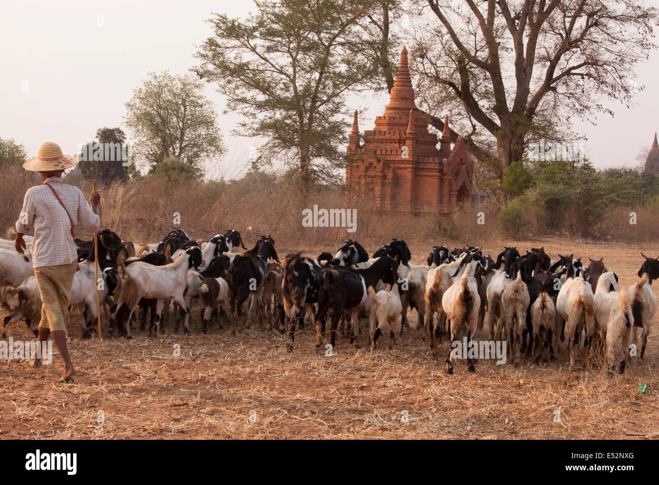 Local farmers in Bagan, Myanmar, herd their goats past a Buddhist stupa ...