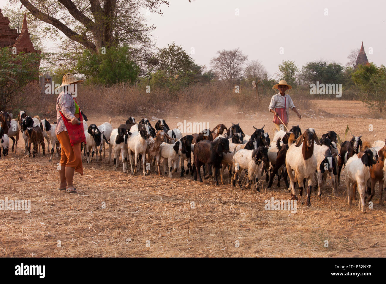 Local farmers in Bagan, Myanmar, herd their goats past a Buddhist stupa ...