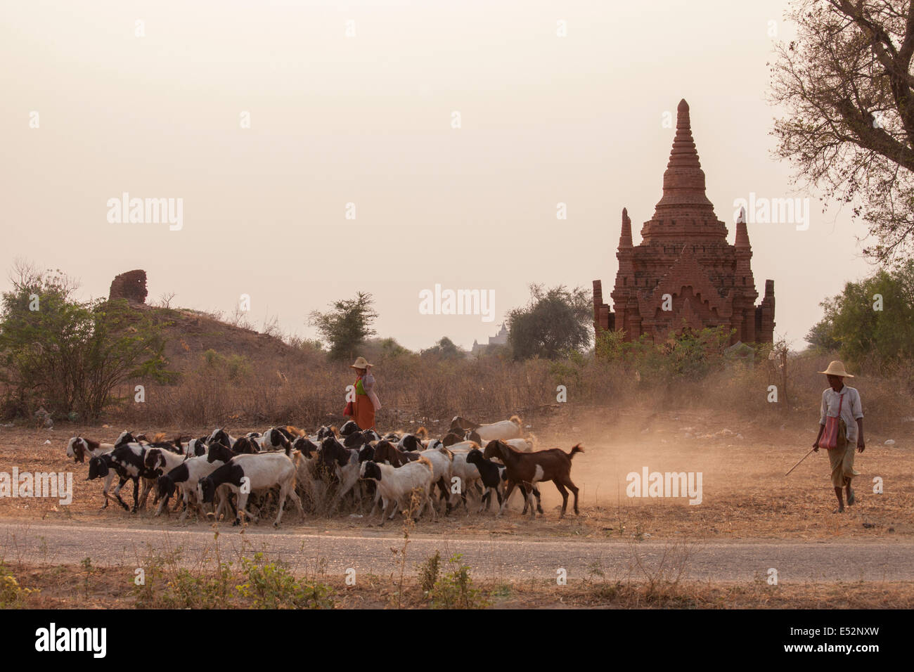 Local farmers in Bagan, Myanmar, herd their goats past a Buddhist stupa ...
