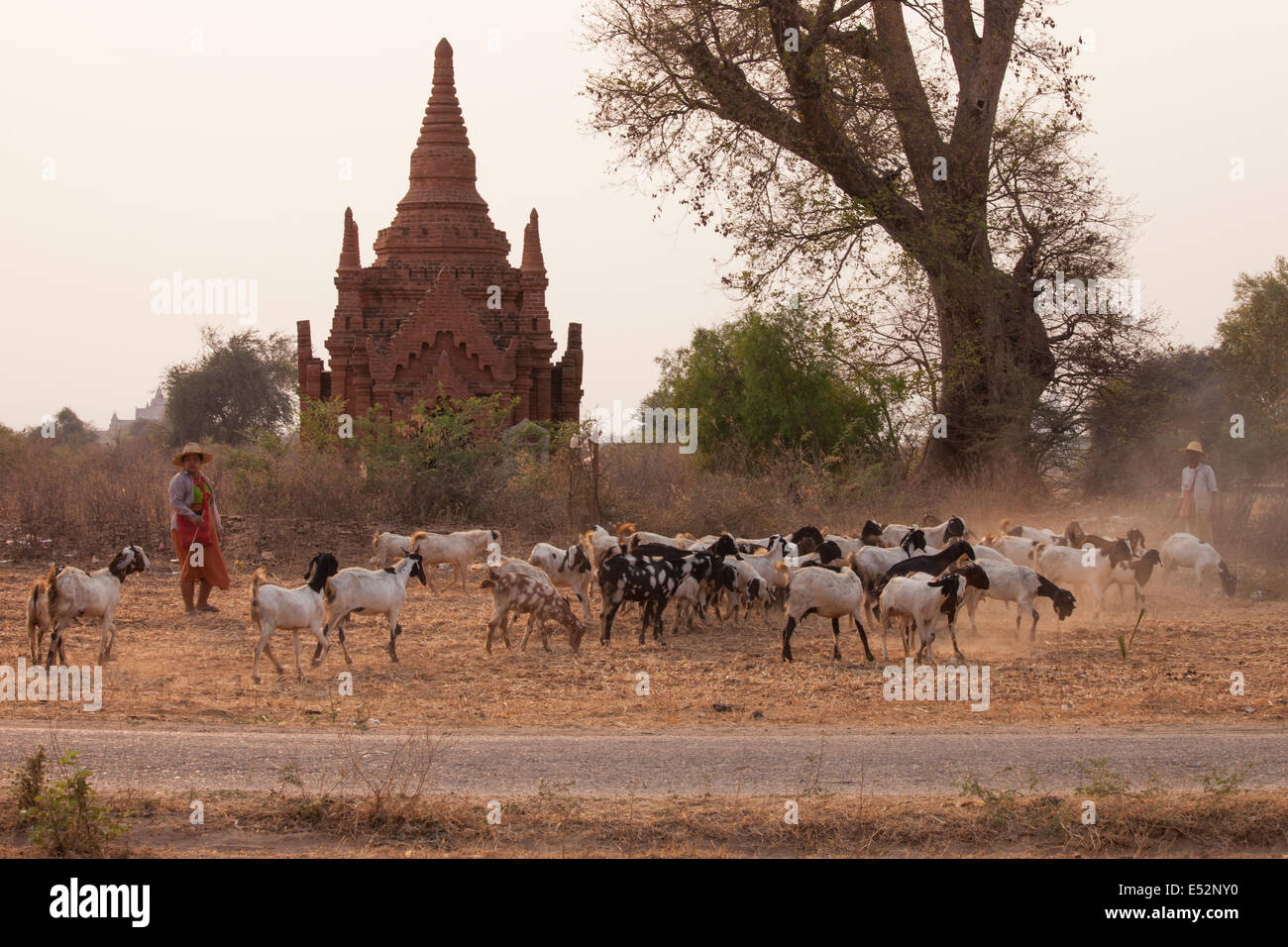Local farmers in Bagan, Myanmar, herd their goats past a Buddhist stupa ...