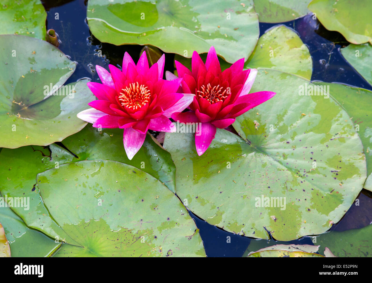 Red Water Lily Flower