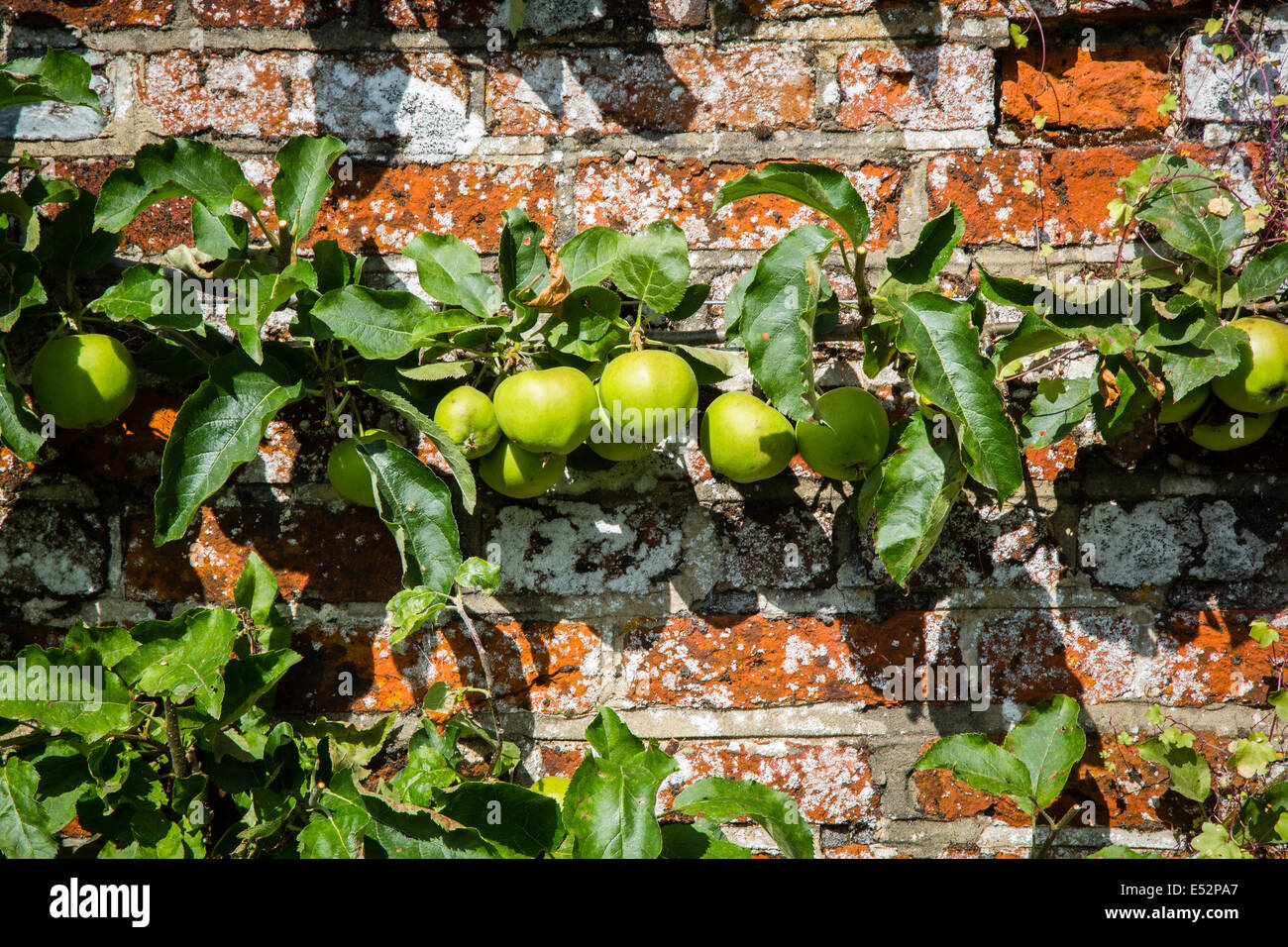 Espaliered fruit tree hi-res stock photography and images - Alamy