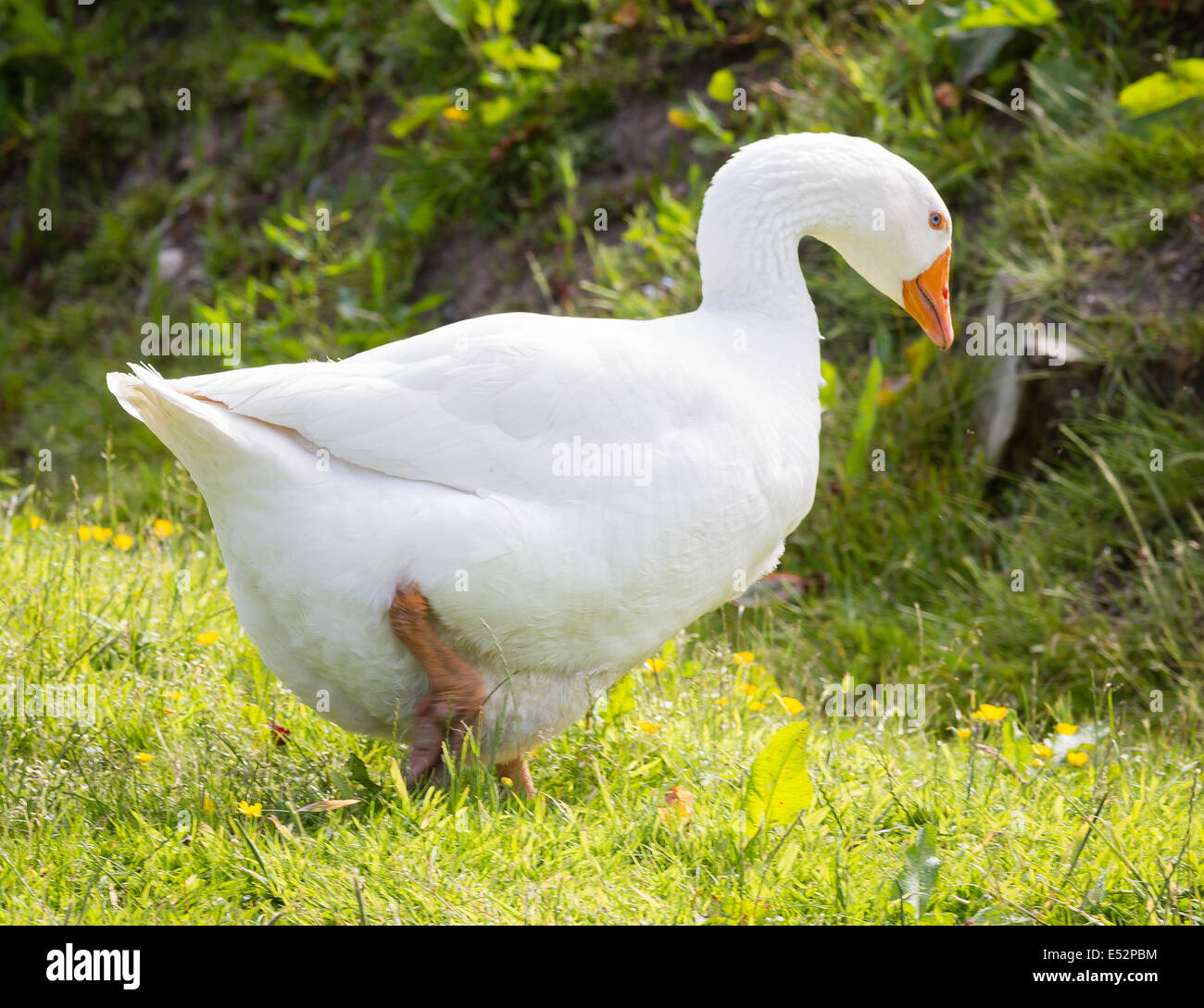 Farm goose hi-res stock photography and images - Alamy