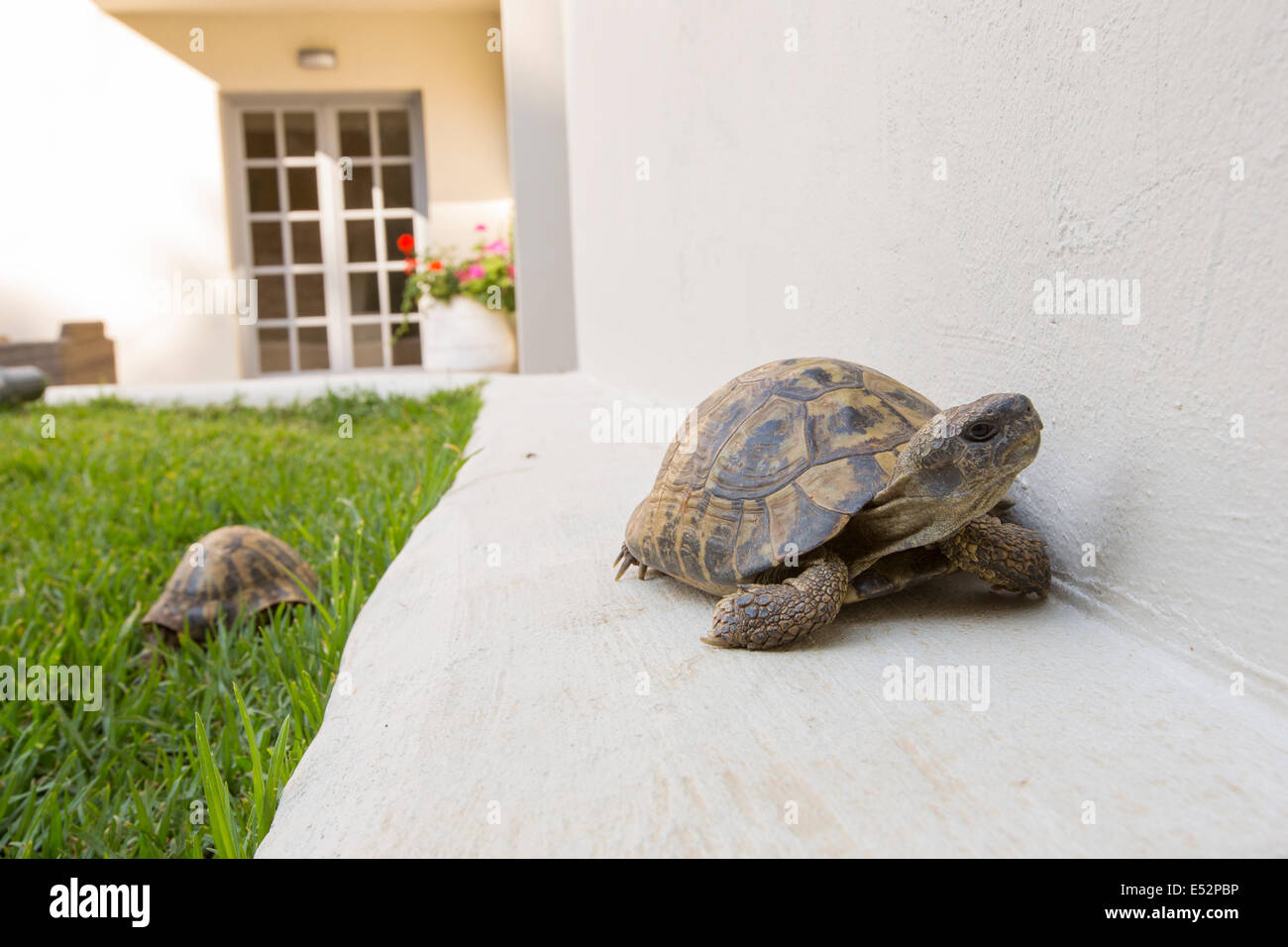 Tortoises In Its Shell High Resolution Stock Photography and Images - Alamy