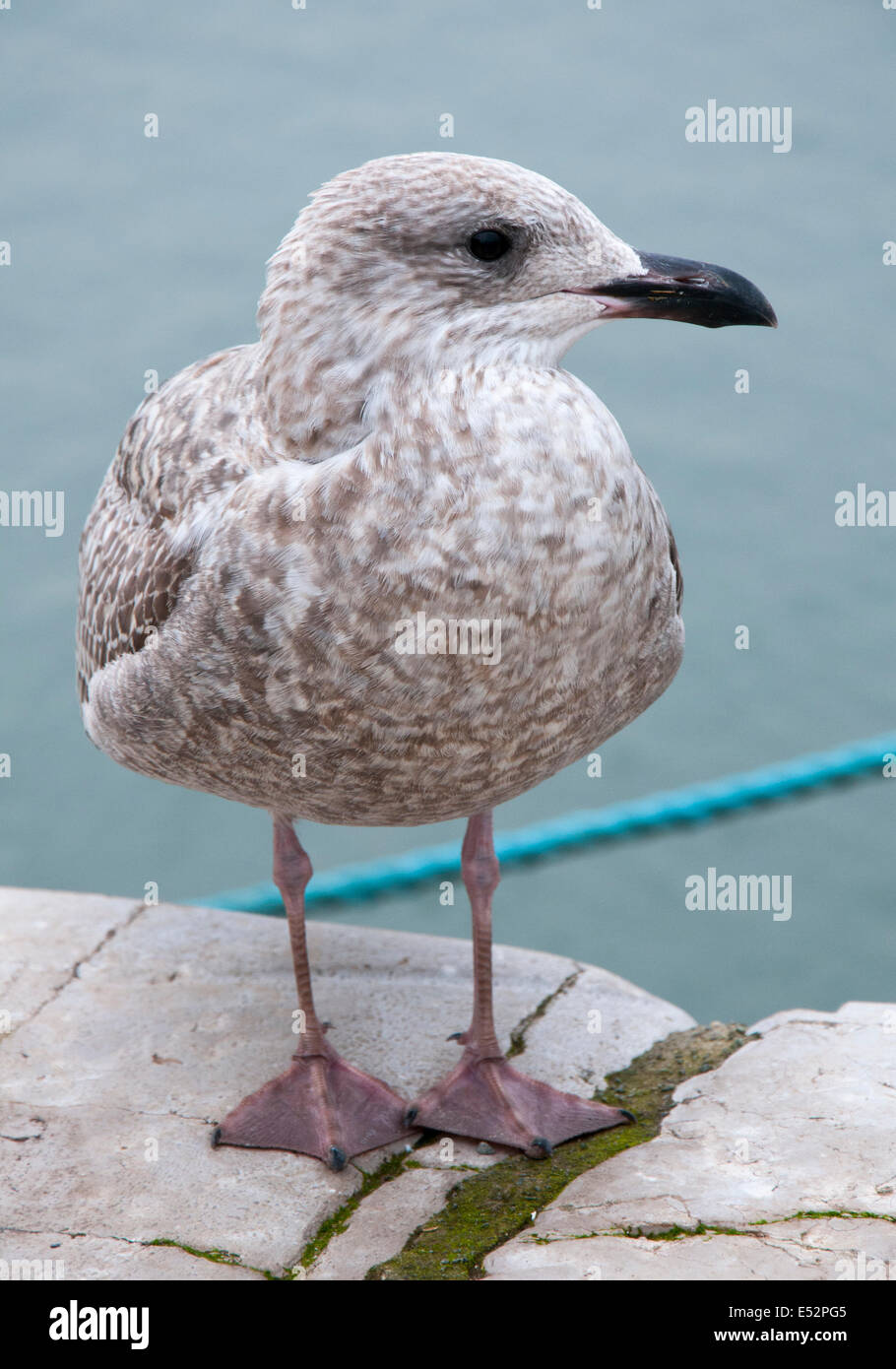 A gull in Anglesey, Wales UK Stock Photo - Alamy