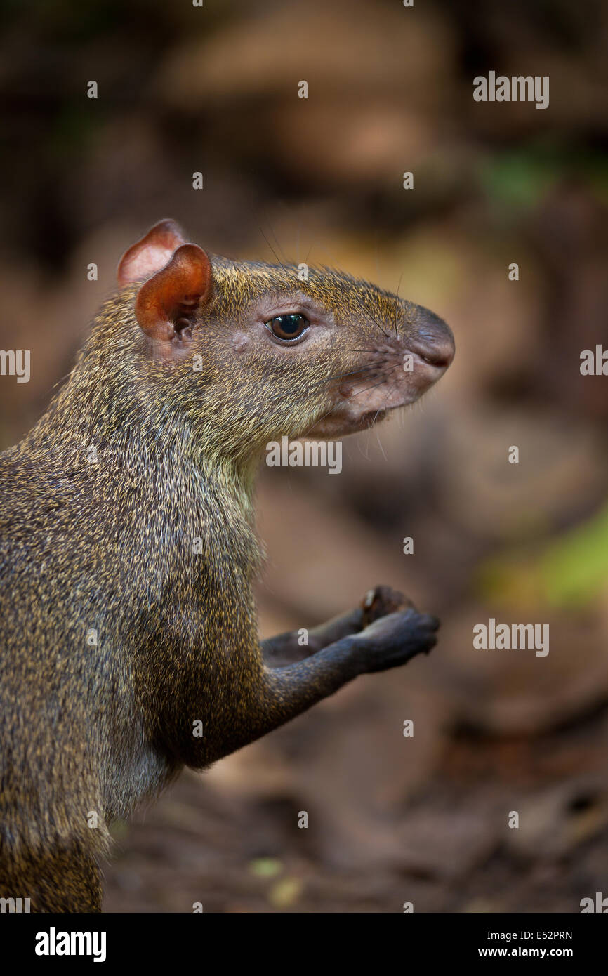 Agouti, Dasyprocta punctata, at Gamboa, Soberania national park ...