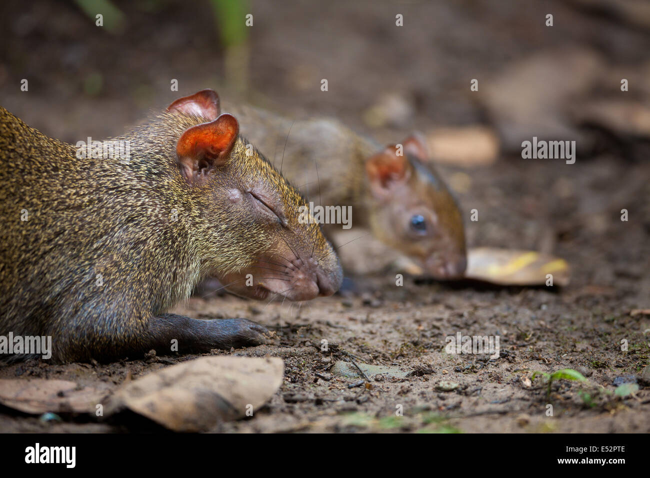 Agouti, Dasyprocta punctata, mother and young at Gamboa, Soberania ...