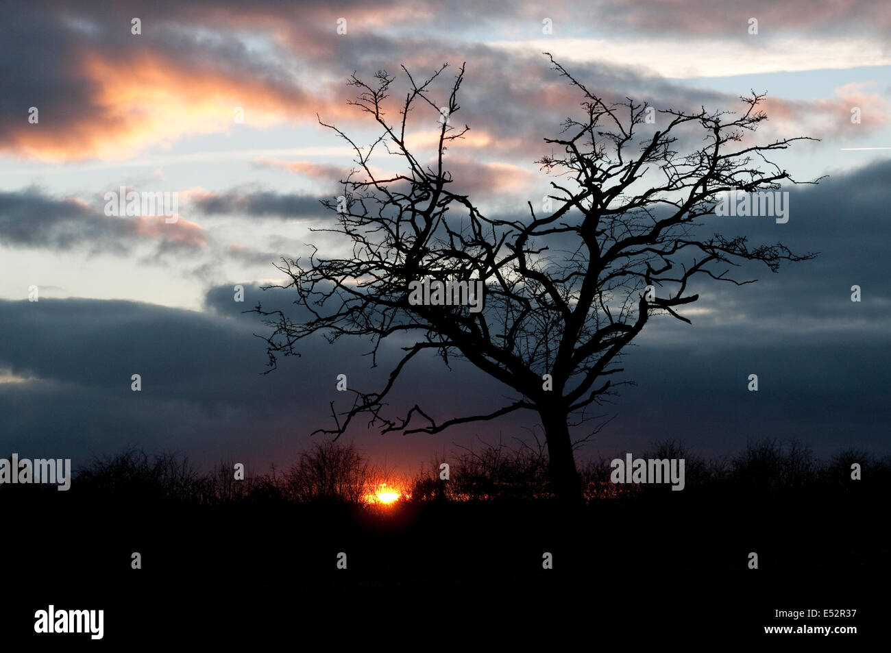 Lone Tree at Sunset, Nottinghamshire England UK Stock Photo - Alamy