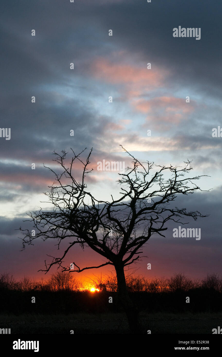Lone Tree at Sunset, Nottinghamshire England UK Stock Photo - Alamy
