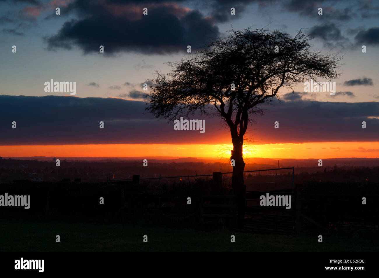 Lone Tree at Sunset, Nottinghamshire England UK Stock Photo - Alamy