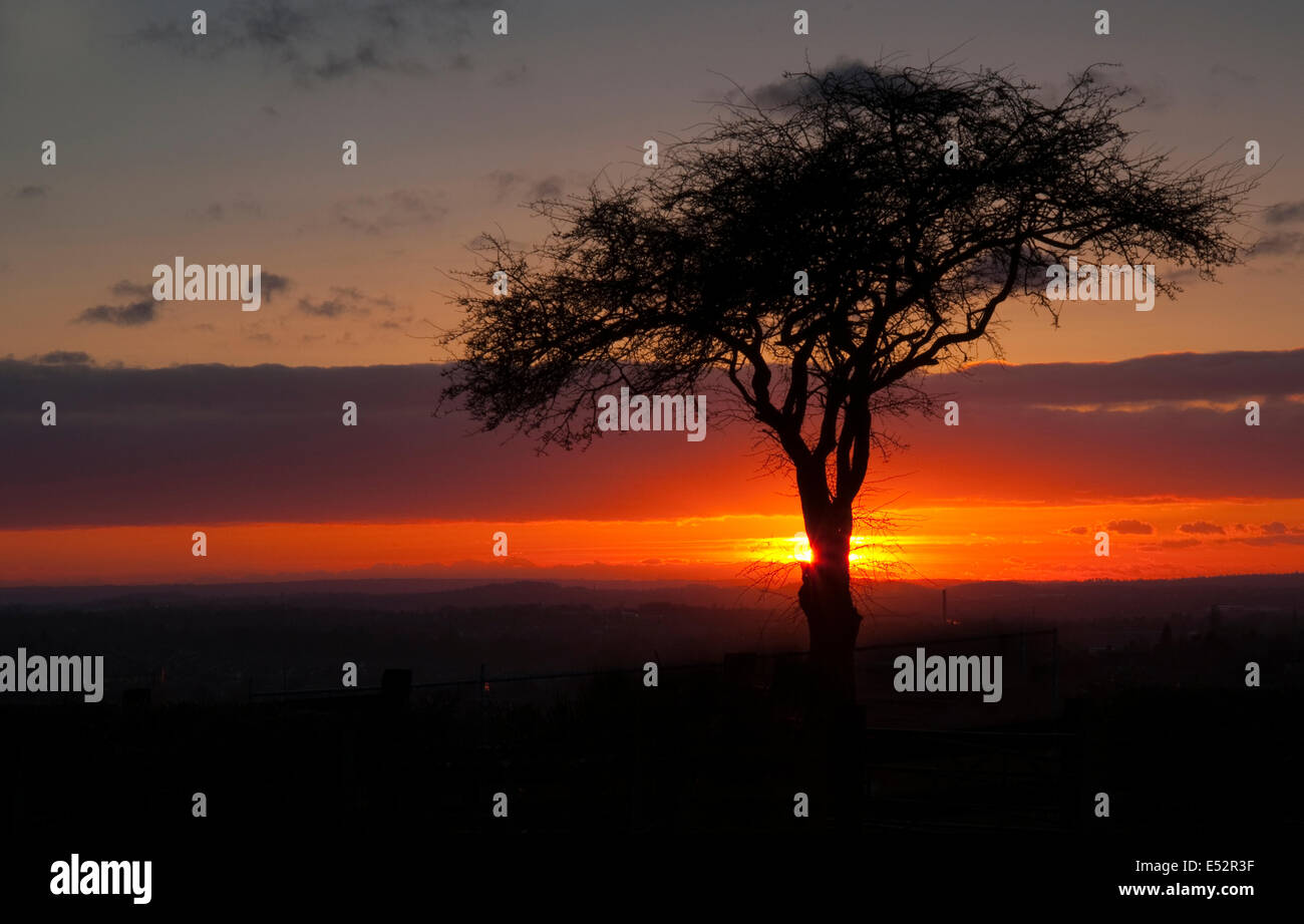 Lone Tree at Sunset, Nottinghamshire England UK Stock Photo - Alamy