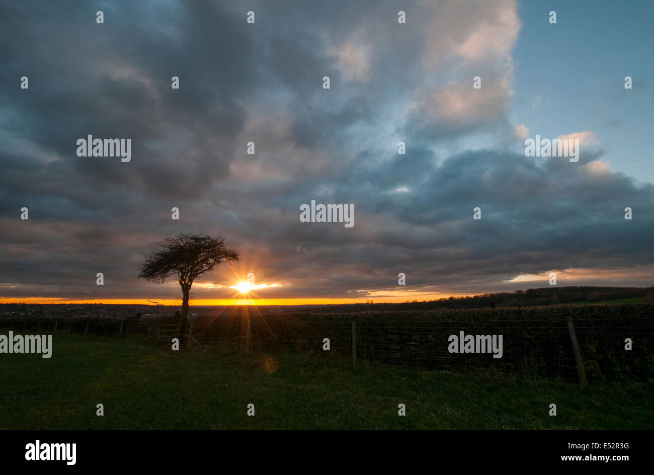 Lone Tree at Sunset, Nottinghamshire England UK Stock Photo - Alamy