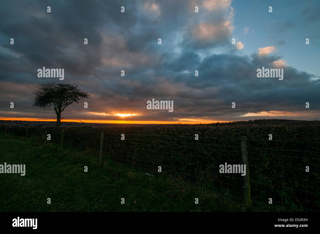 Lone Tree at Sunset, Nottinghamshire England UK Stock Photo - Alamy