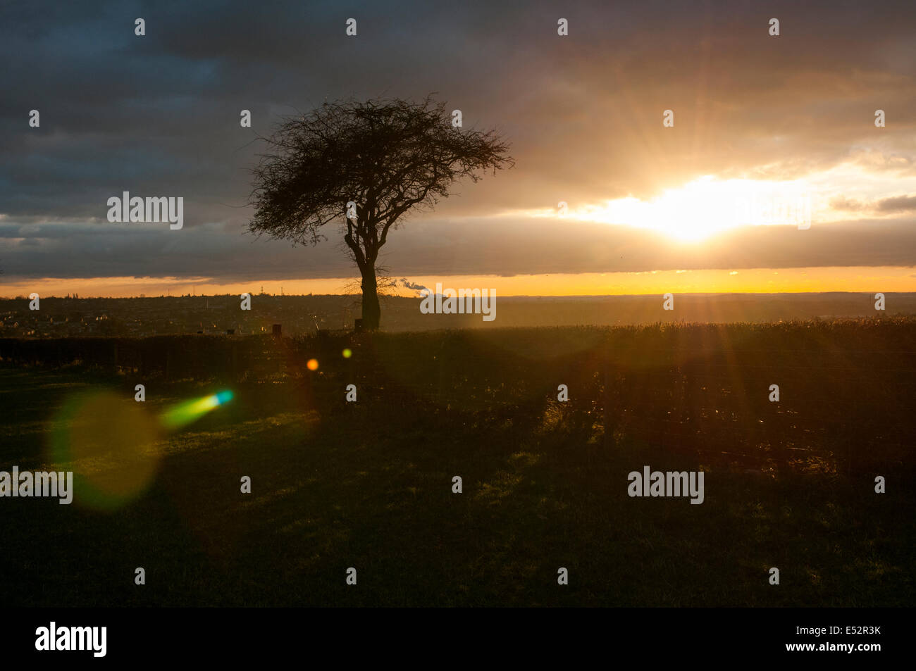 Lone Tree at Sunset, Nottinghamshire England UK Stock Photo - Alamy