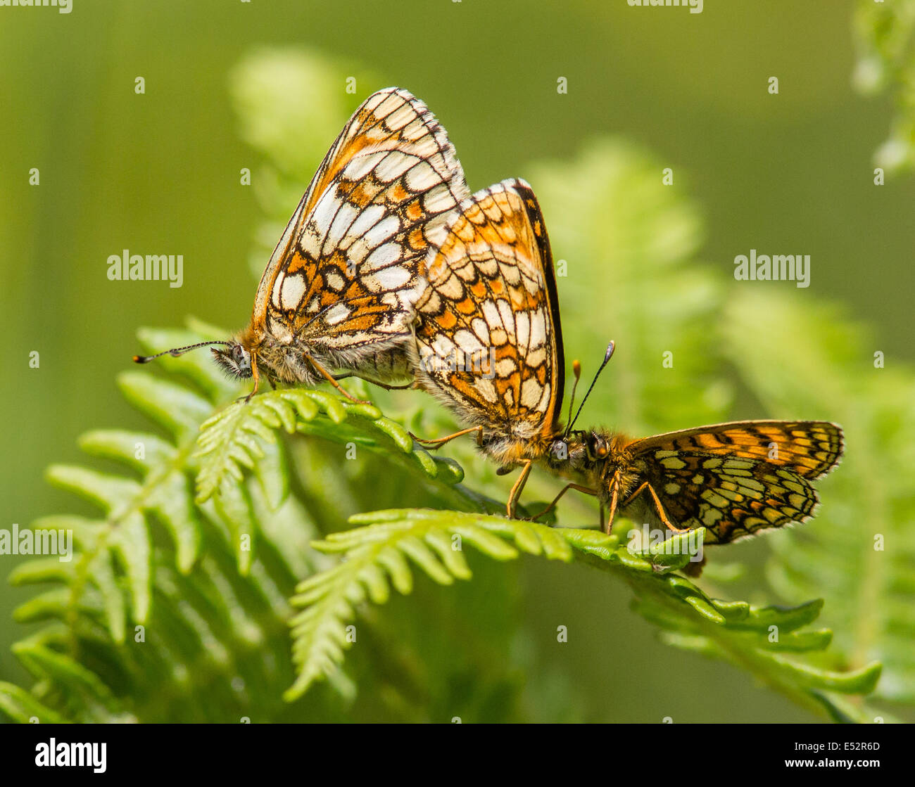 Paired Heath Fritillary butterflies with a second male trying to join ...
