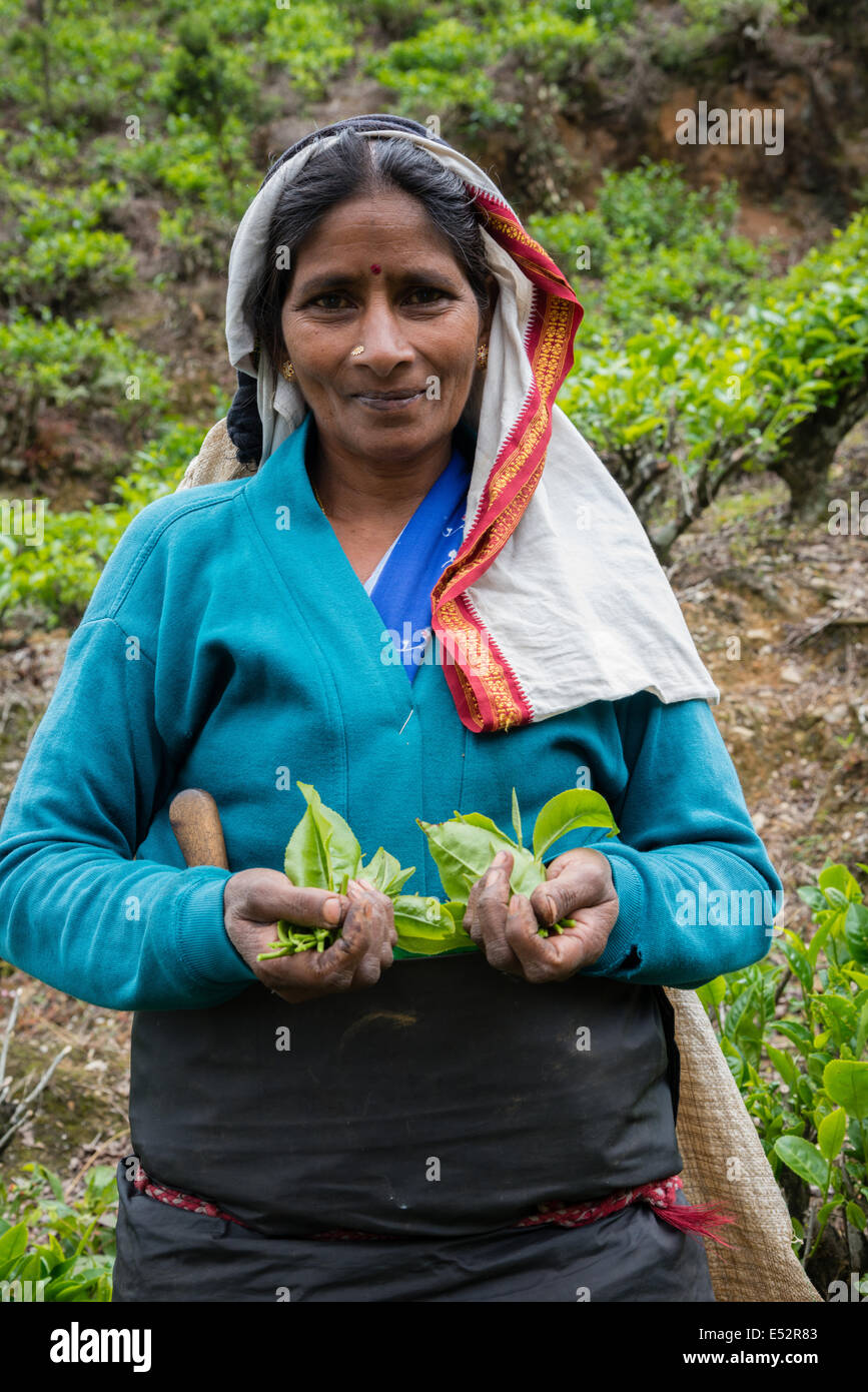Ceylon tea highlands sri lanka hi-res stock photography and images - Alamy