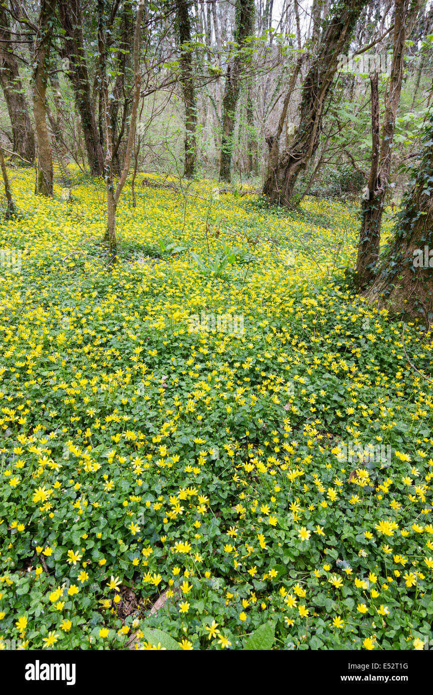Massed display of lesser celandine, Ficaria verna, in an English wood ...