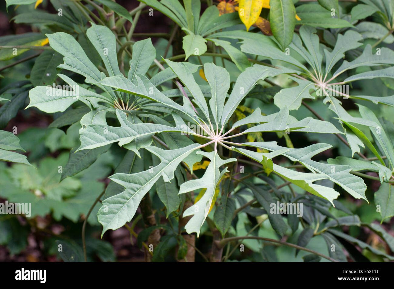 Evergreen foliage of Schefflera rhododendrifolia Stock Photo - Alamy