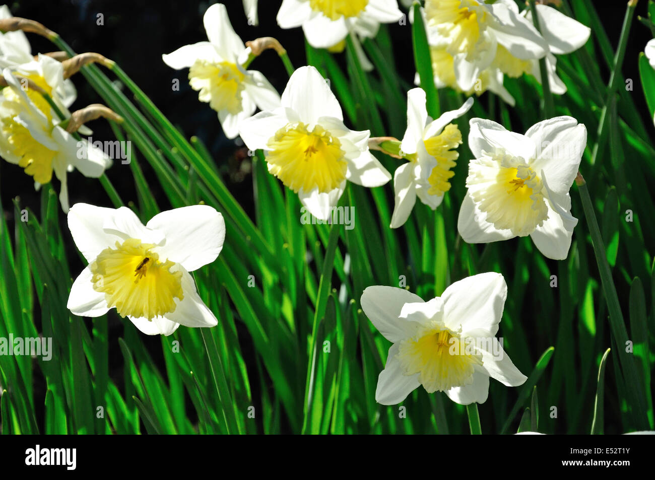 Spring daffodils in bloom, Datchet Road, Old Windsor, Berkshire ...