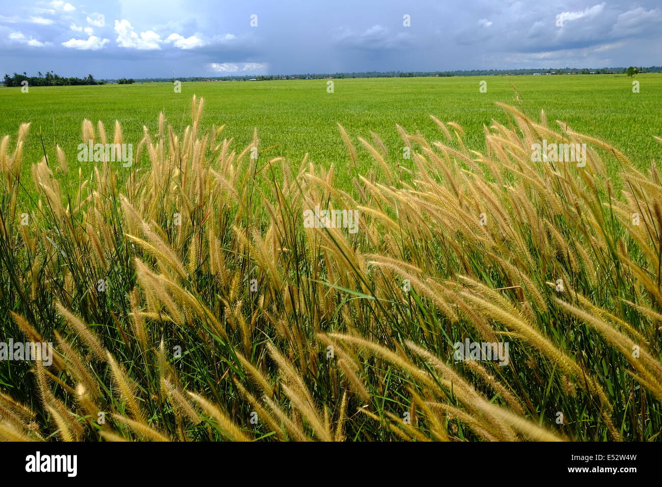 Cat tail grass with paddy field at the background Stock Photo - Alamy