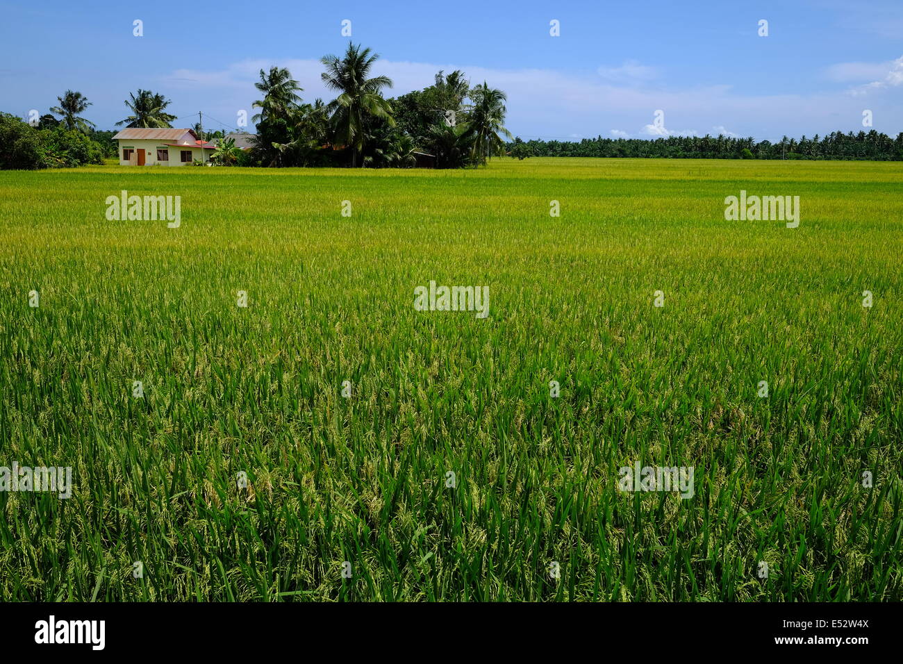 Rice, Paddy, Landscape, Field, Scenic, agriculture, agriculltural ...