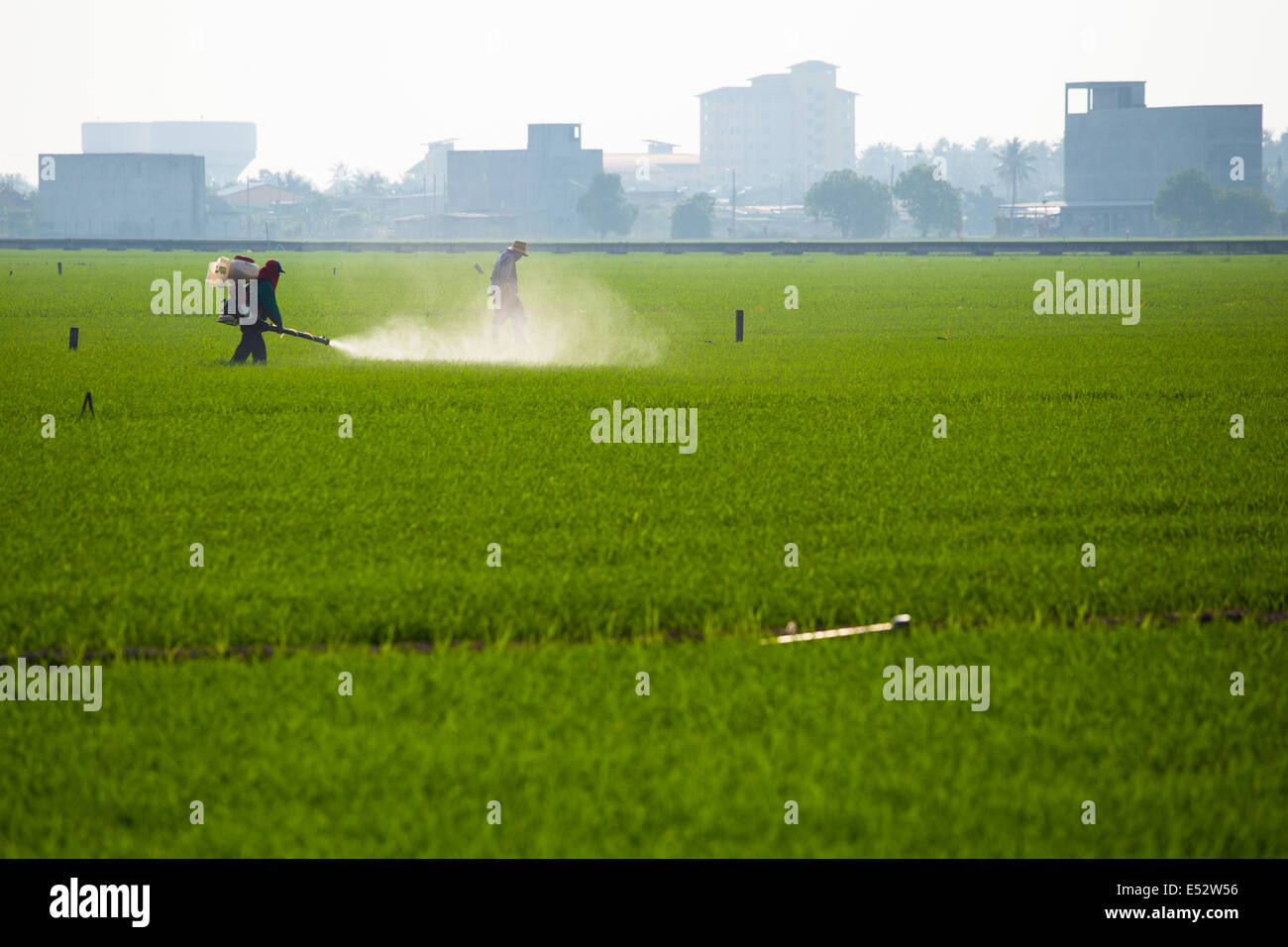 Rice, Paddy, Landscape, Field, Scenic, agriculture, agriculltural ...