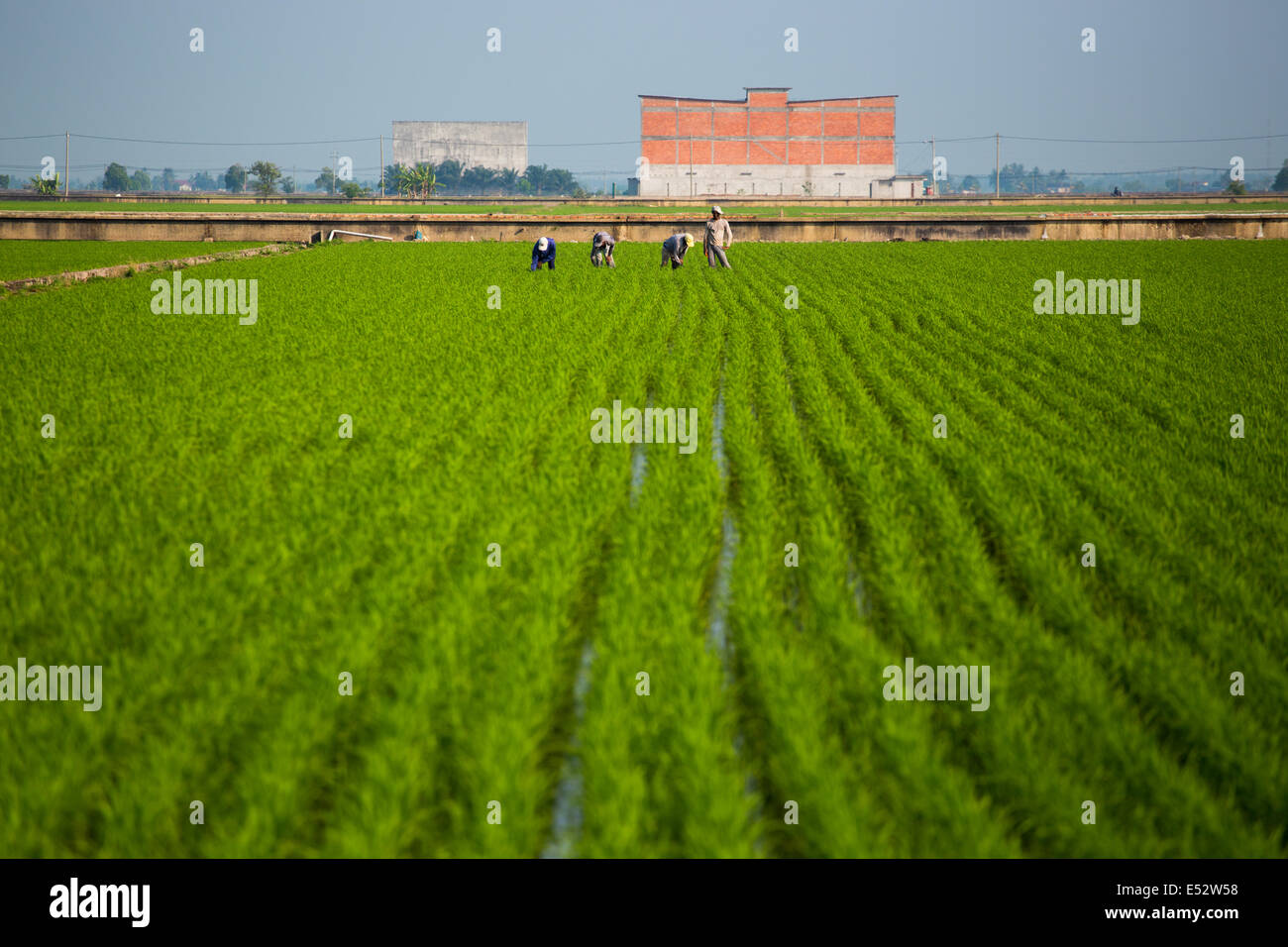 Rice, Paddy, Landscape, Field, Scenic, agriculture, agriculltural ...