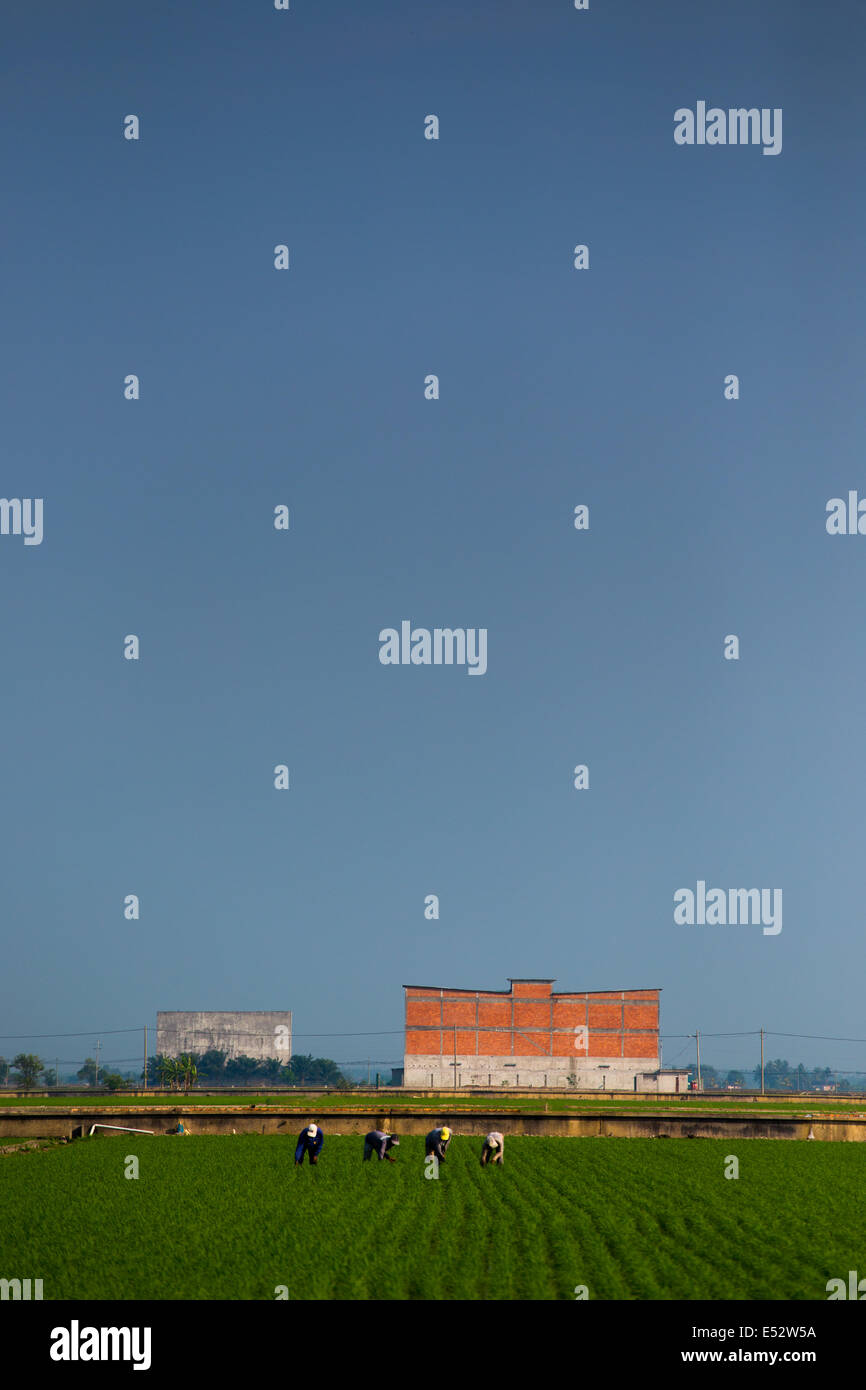 Rice, Paddy, Landscape, Field, Scenic, agriculture, agriculltural ...