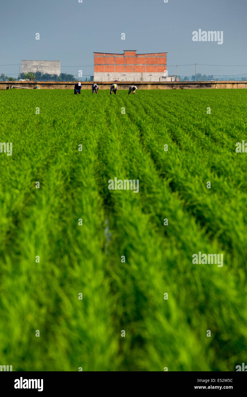 Rice, Paddy, Landscape, Field, Scenic, agriculture, agriculltural ...
