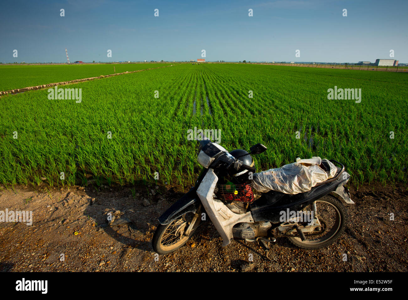 Motorbike at the paddy field Stock Photo - Alamy