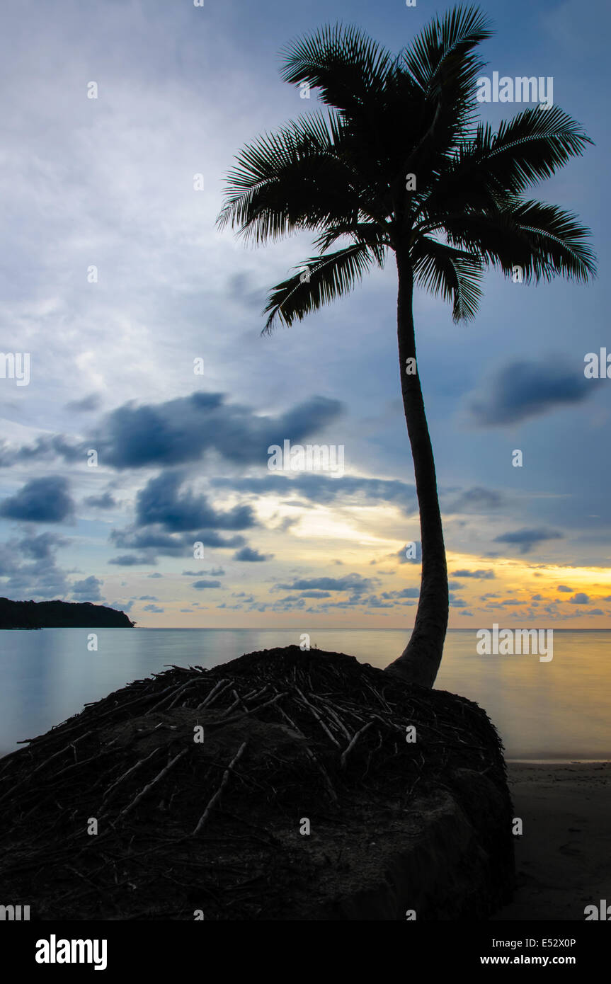 Palm tree with Retro summer filter effect Stock Photo - Alamy