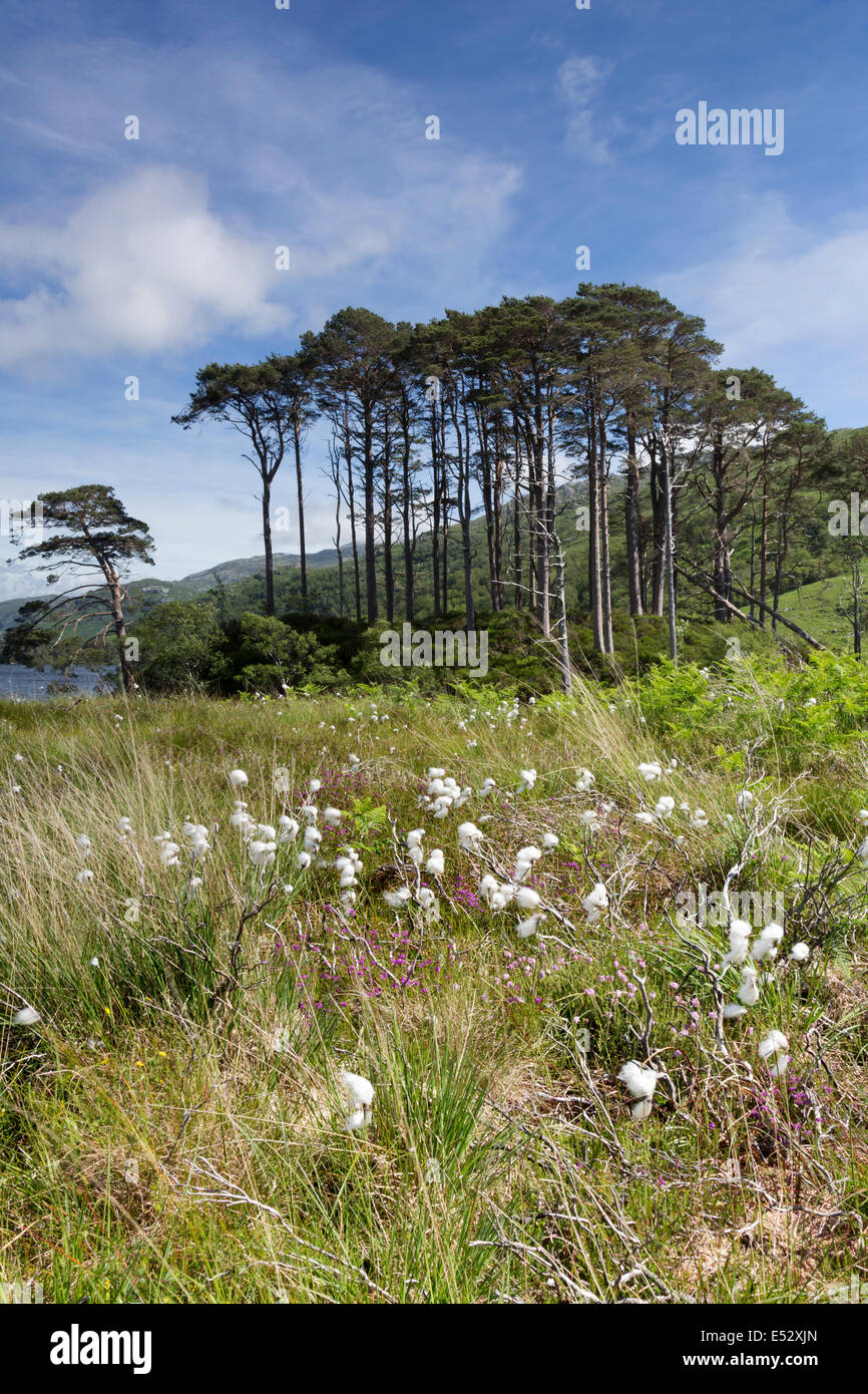 Pine trees on a small island on Loch Eilt, Highland, Scotland Stock ...