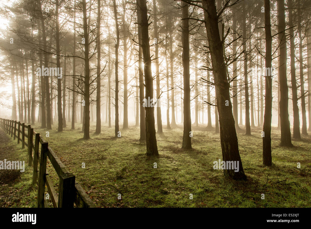 Misty woodland uk hi-res stock photography and images - Alamy