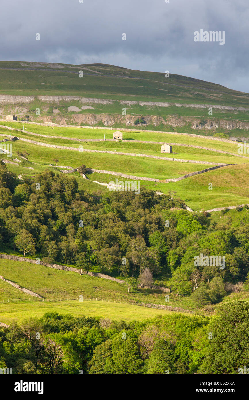 Evening light across Upper Swaledale, Yorkshire Dales National Park ...