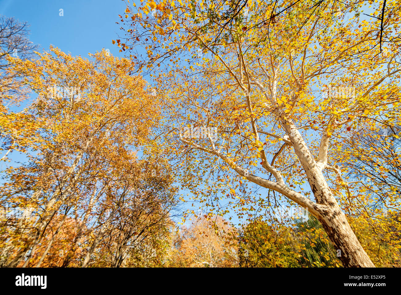 trees in park on a sunny day Stock Photo - Alamy