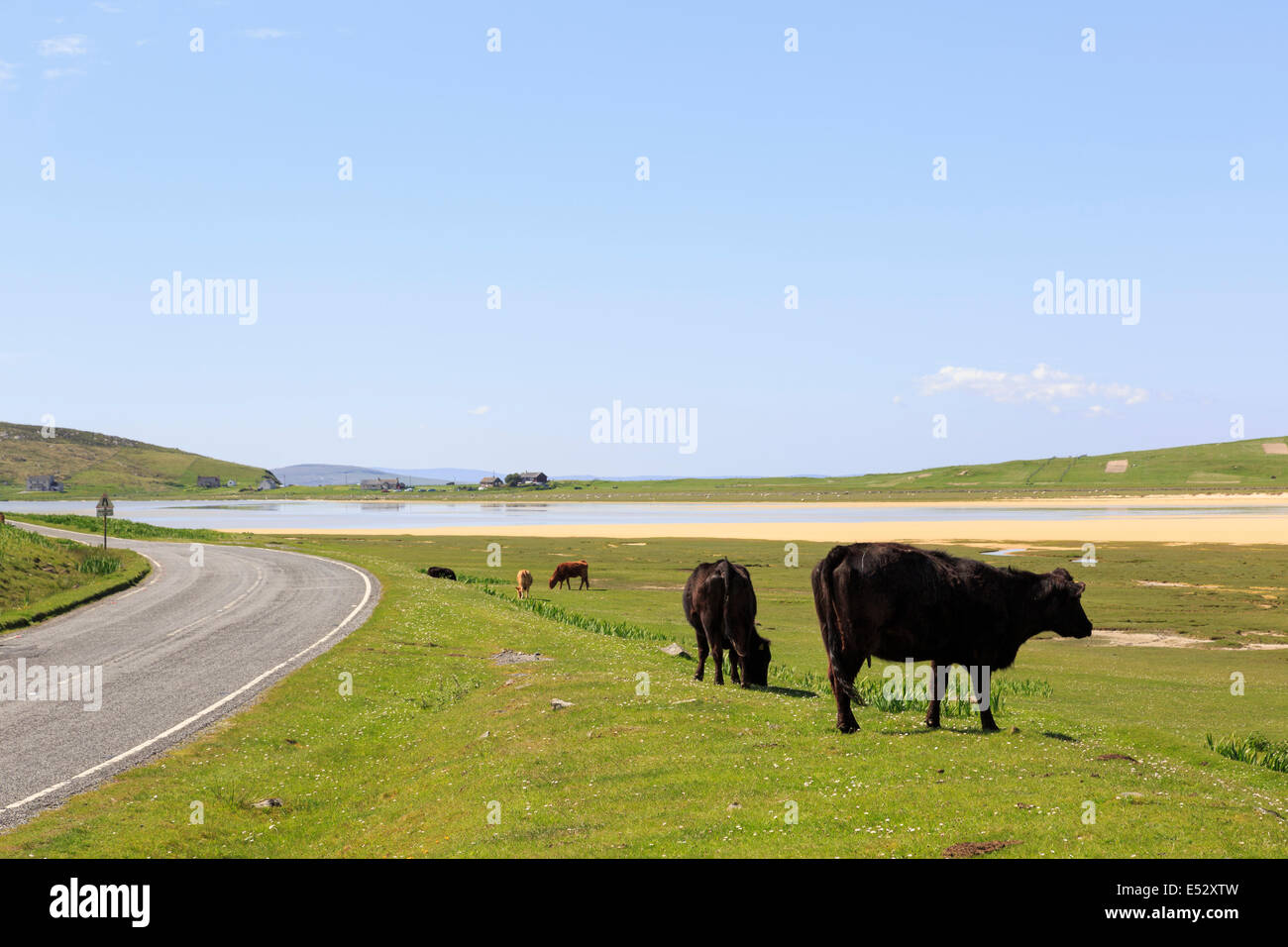 Free range cattle hi-res stock photography and images - Alamy