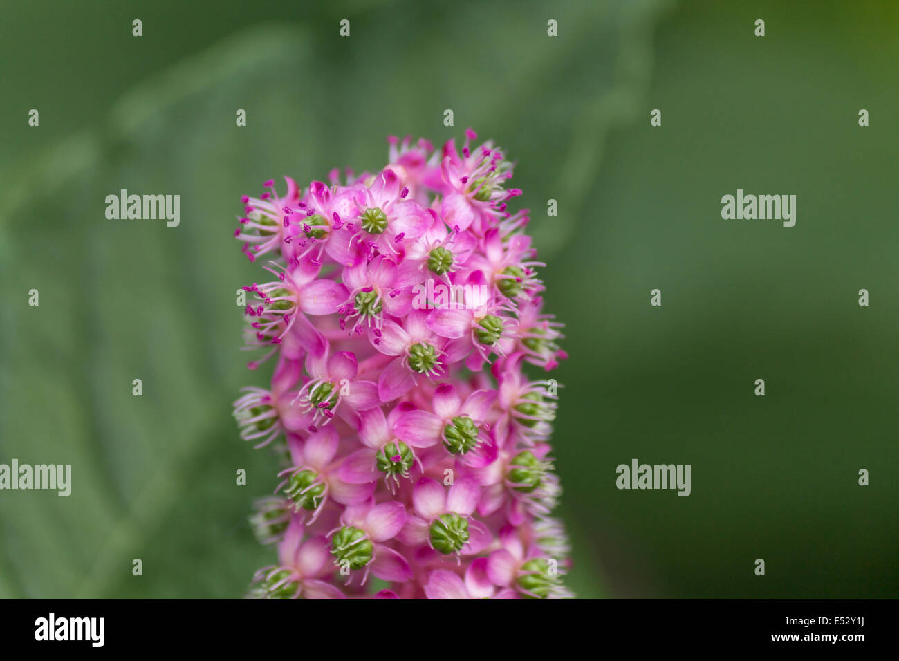 Pink small flowers hi-res stock photography and images - Alamy