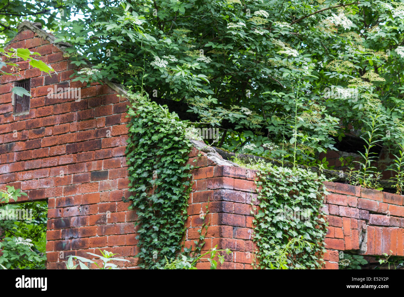 Tree growing through roof hi-res stock photography and images - Alamy