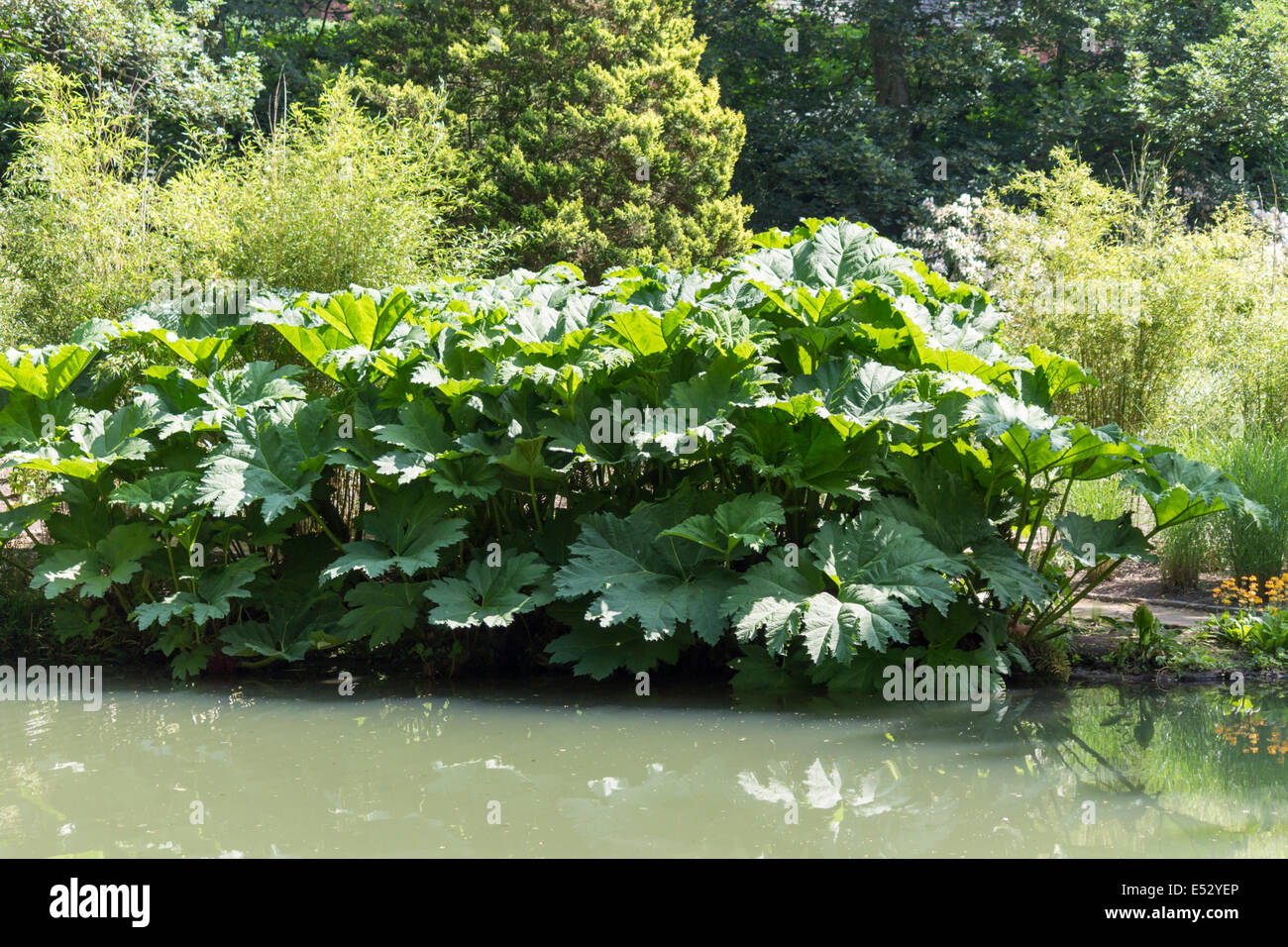 Plant with large leaves growing on a river banking Stock Photo - Alamy
