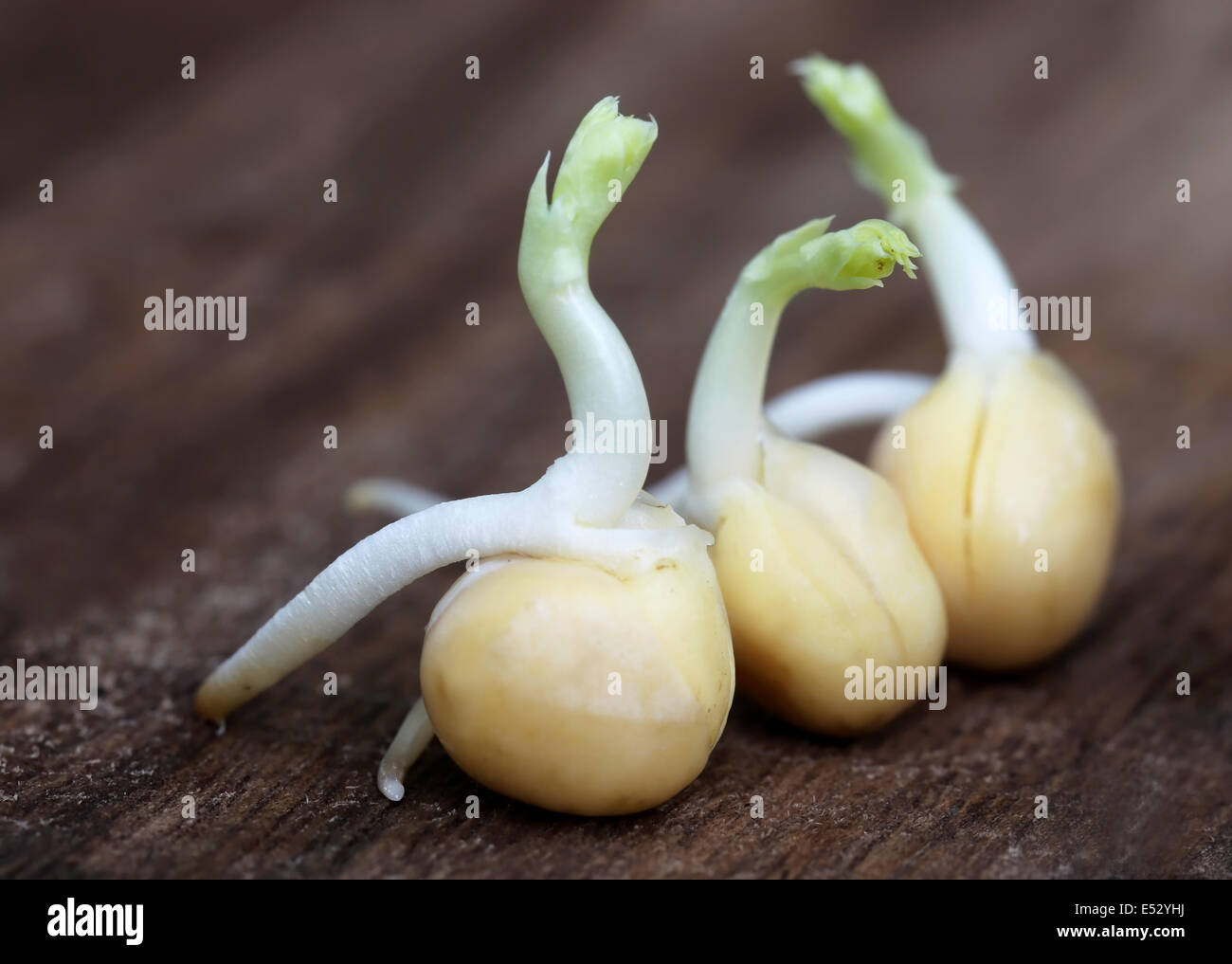 Pea seedling hi-res stock photography and images - Alamy