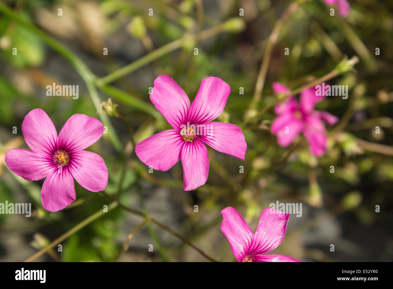 Small purple pink flowers hi-res stock photography and images - Alamy