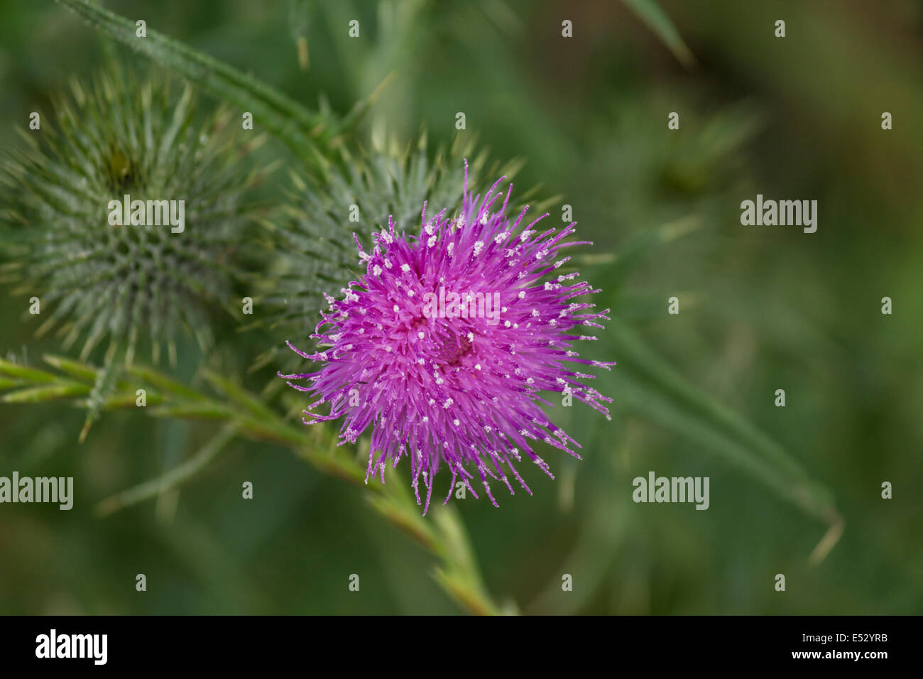 Thistle in bloom hi-res stock photography and images - Alamy