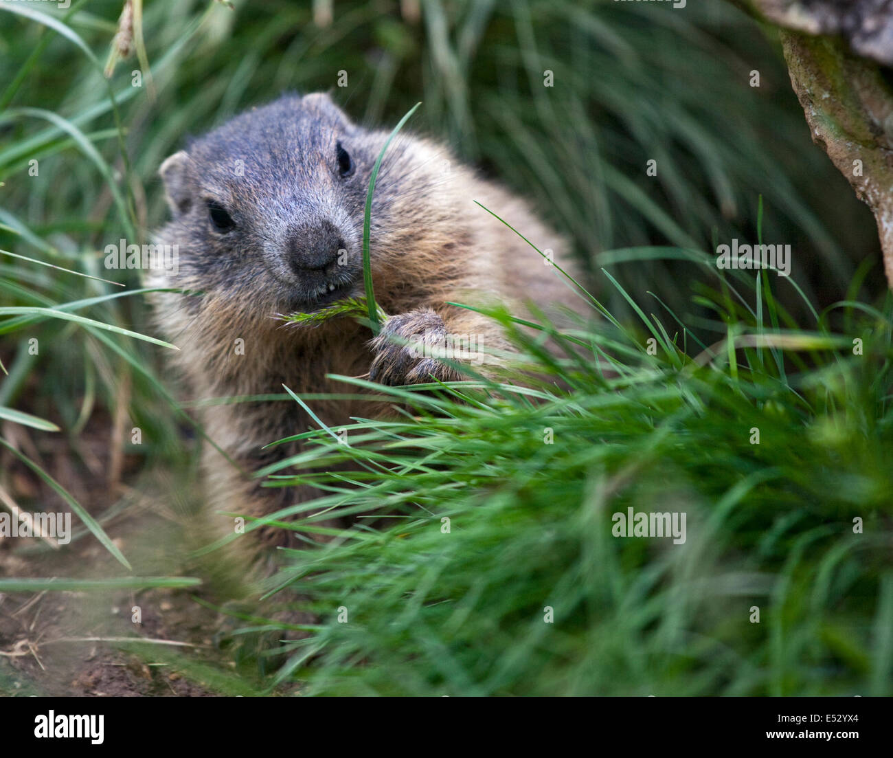 Juvenile Alpine Marmot (marmota marmota) feeding on grass, Pordoi Pass ...