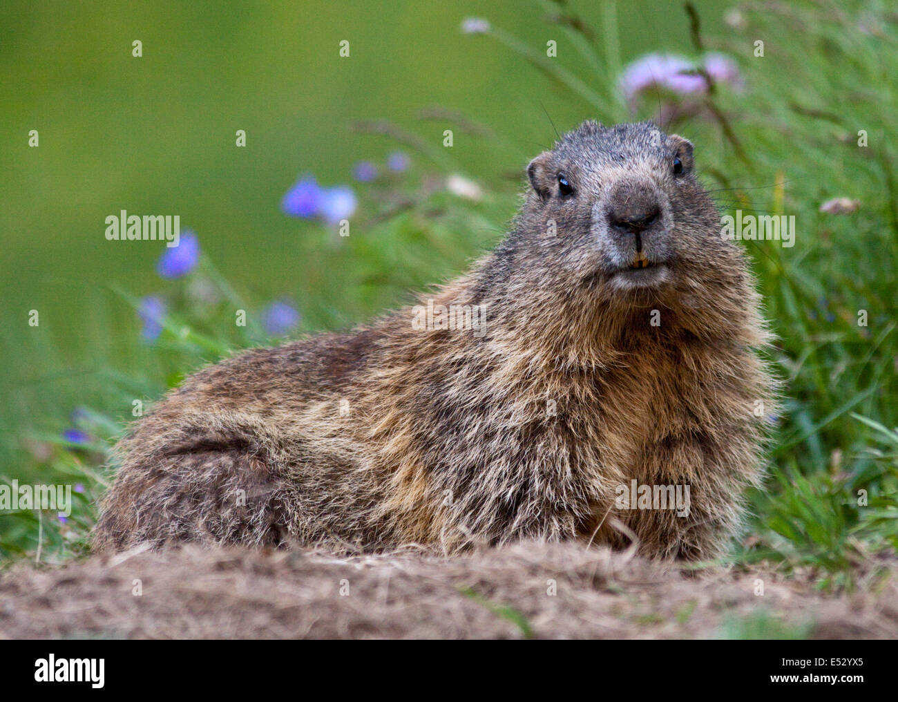 Alpine Marmot (marmota marmota), Pordoi Pass, Dolomites, Italy Stock ...