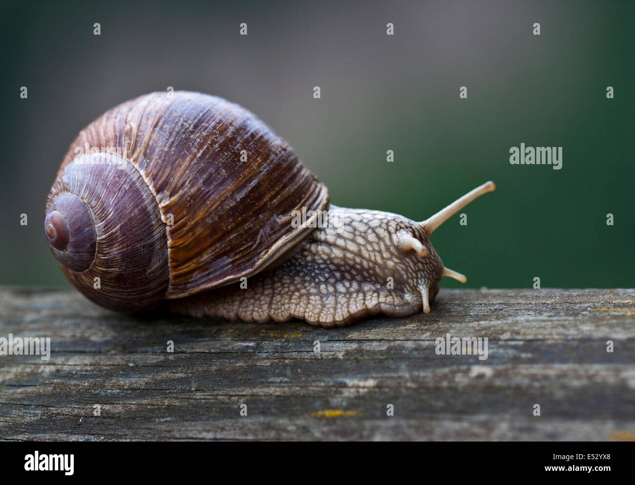 Snails edible hi-res stock photography and images - Alamy