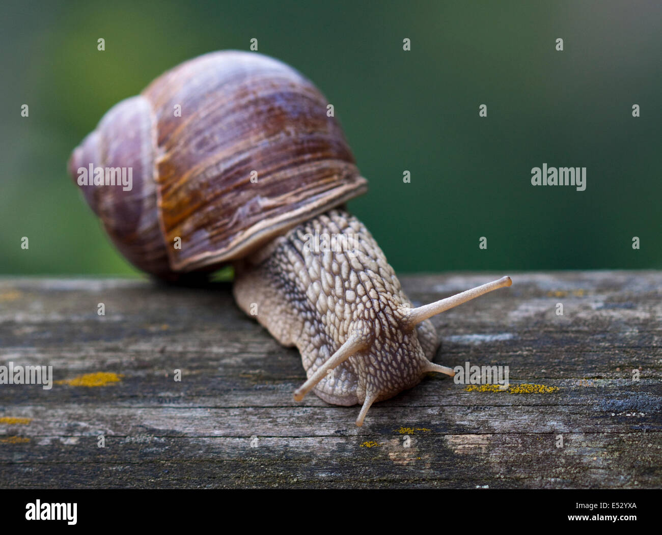 Edible snails hi-res stock photography and images - Alamy