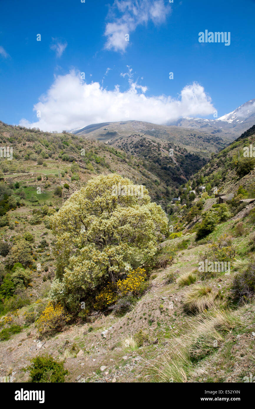Landscape of the River Rio Poqueira gorge valley, High Alpujarras ...
