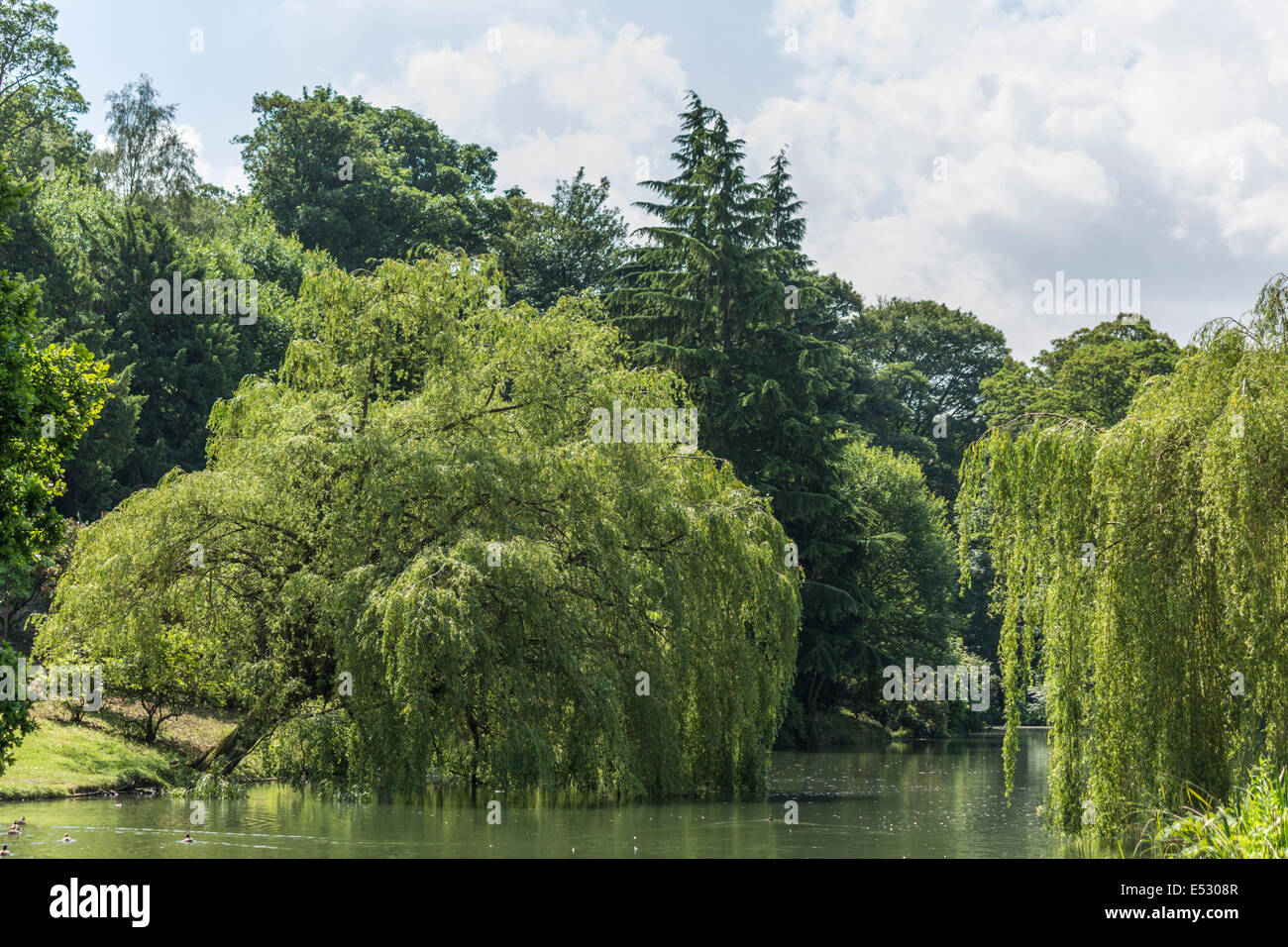 Weeping willows over the water hi-res stock photography and images - Alamy