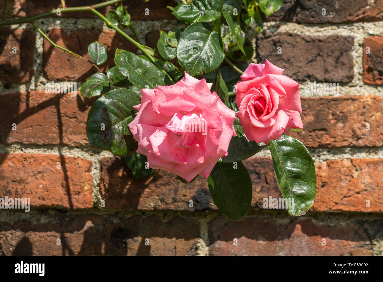 Rose on brick wall hi-res stock photography and images - Alamy