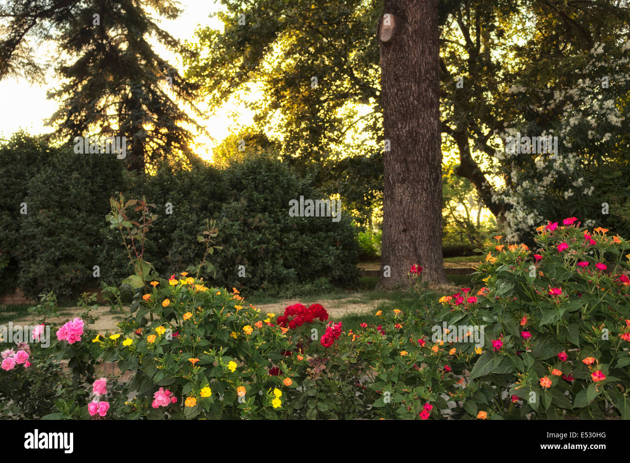 Italian Garden at sunset: flowers and trees Stock Photo - Alamy